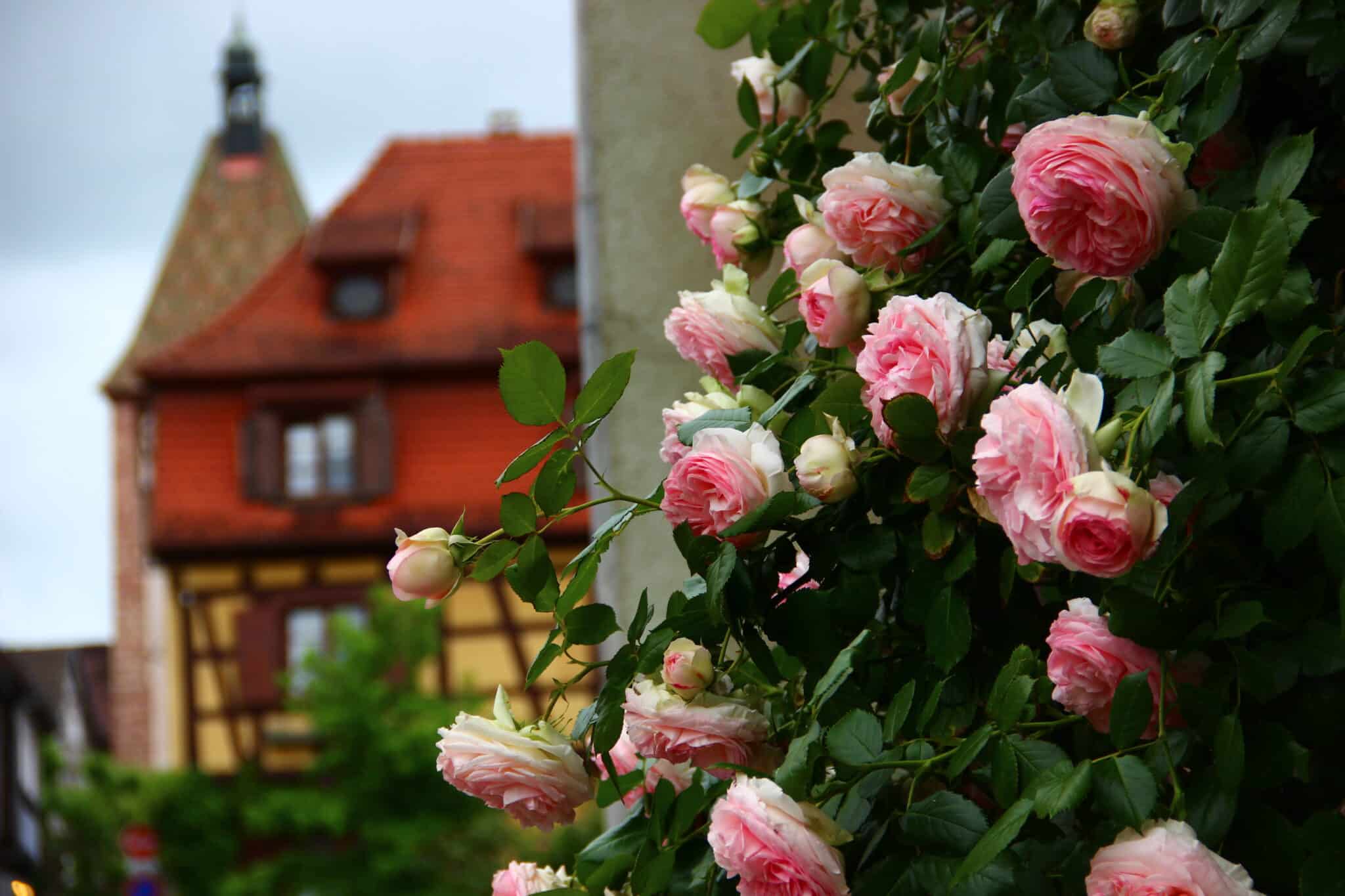 Ville de Bergheim, Pays de Ribeauvillé, Alsace